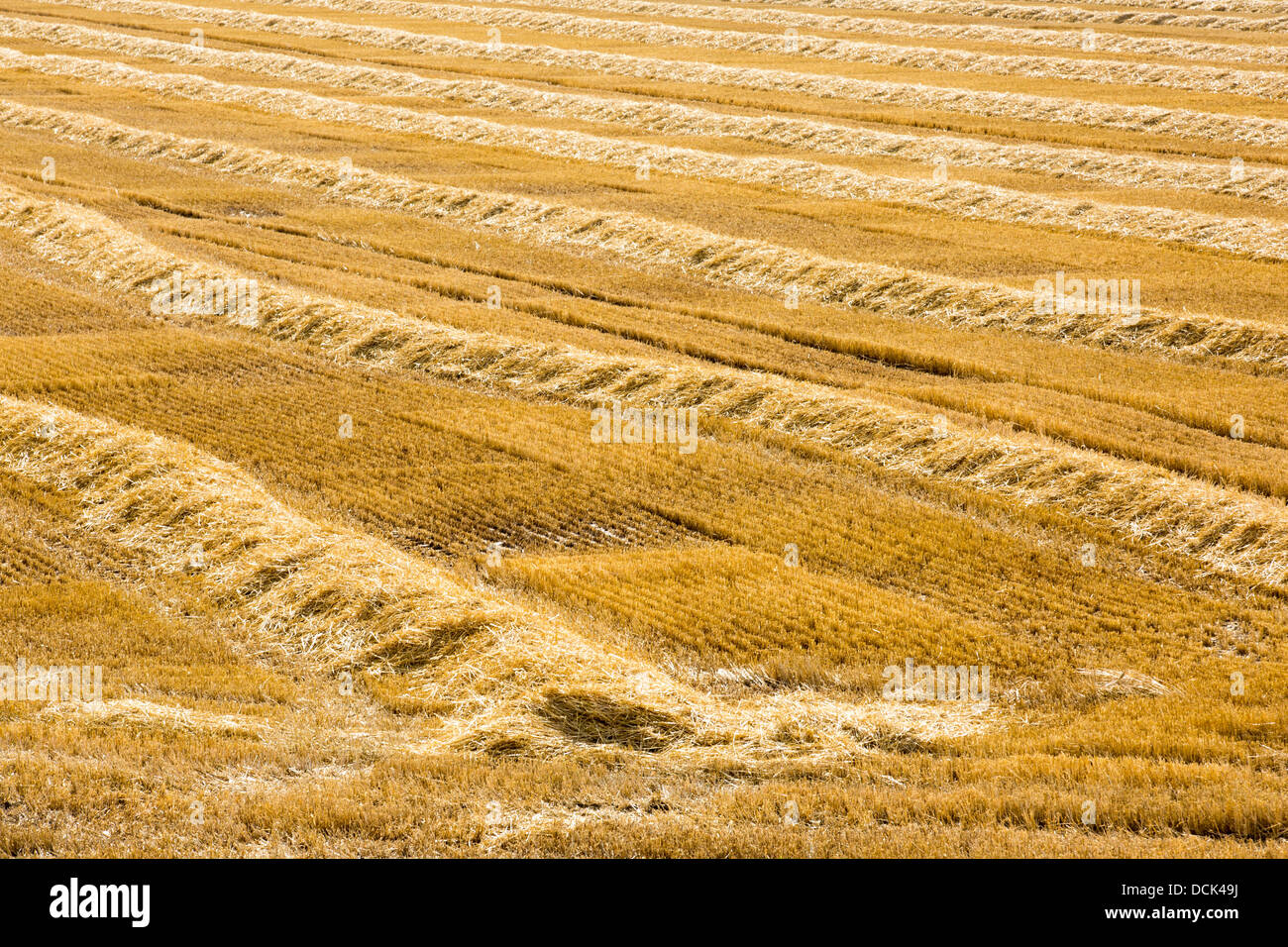 Wheat stubble in a field on Yorkshire's East Coast, UK Stock Photo - Alamy