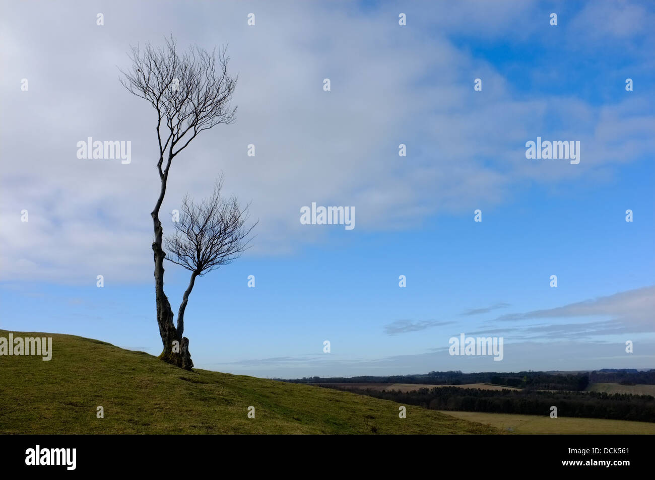Windswept Tree Uk High Resolution Stock Photography and Images - Alamy