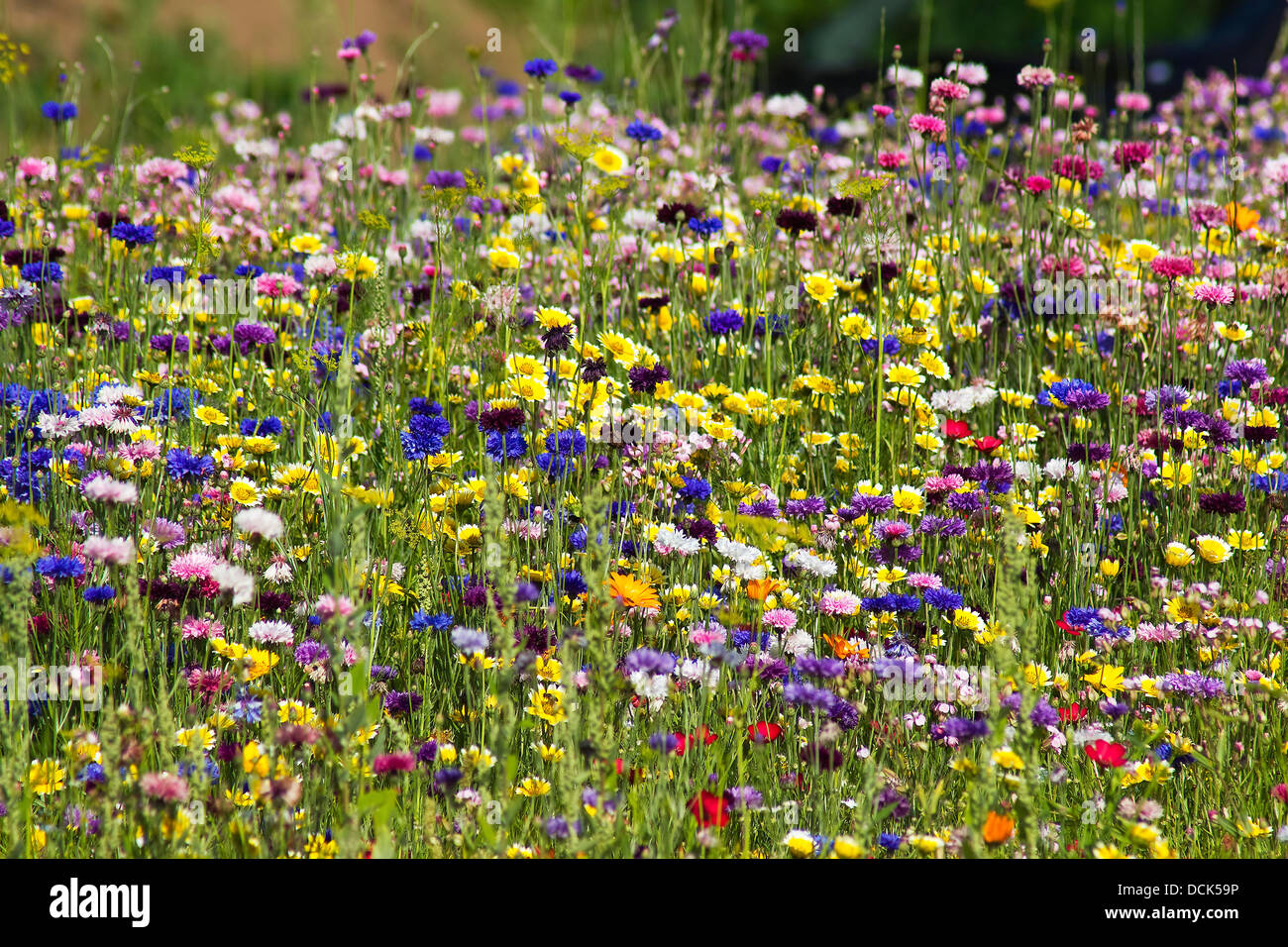 Summer field with wild flowers Stock Photo - Alamy