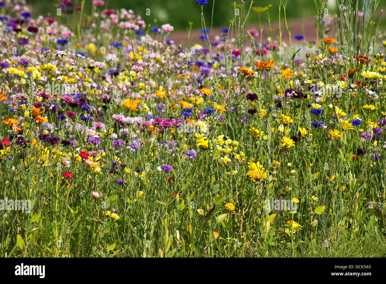 Summer field with wild flowers Stock Photo - Alamy