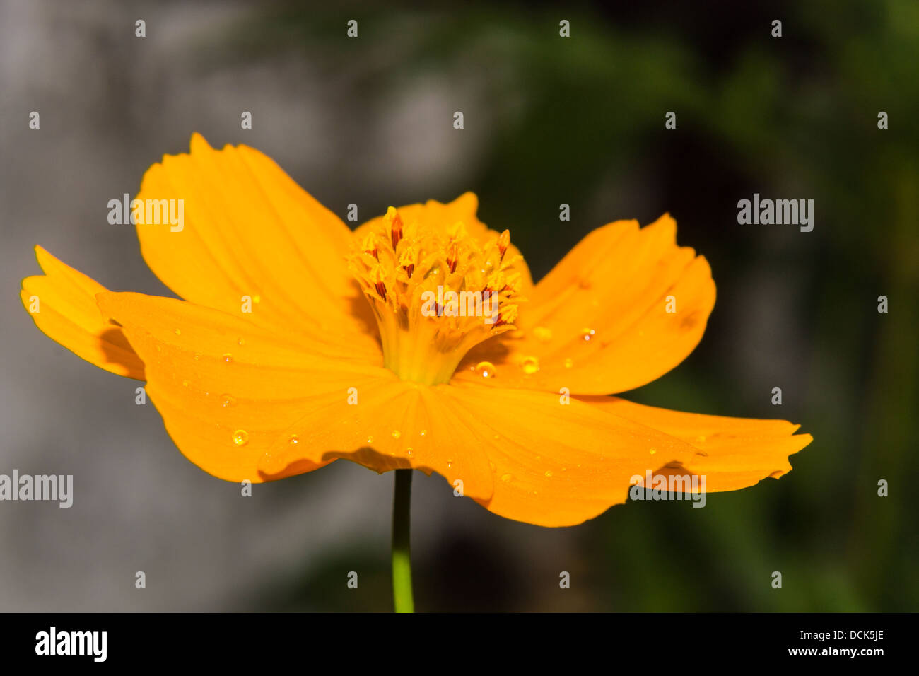 Yellow photographs hi-res stock photography and images - Alamy