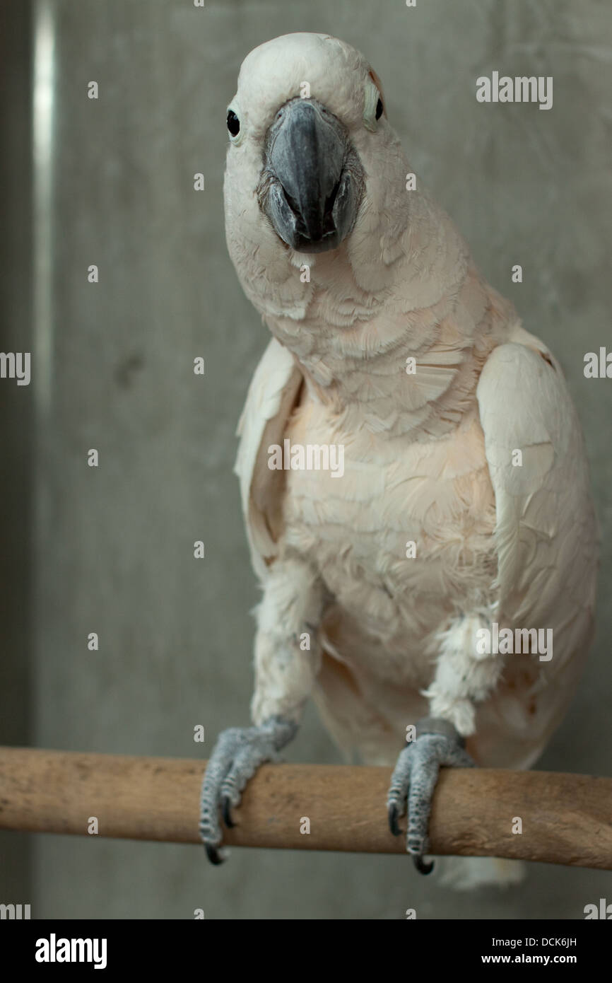 Parrot wild life hi-res stock photography and images - Alamy