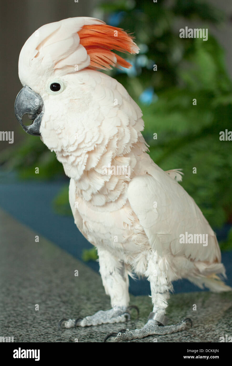 Parrot wild life hi-res stock photography and images - Alamy