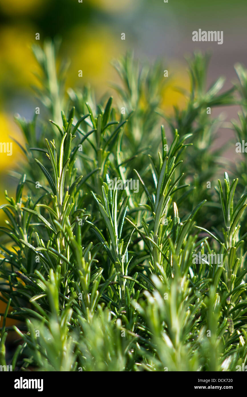 rosemary (rosmarinus officinalis Stock Photo - Alamy