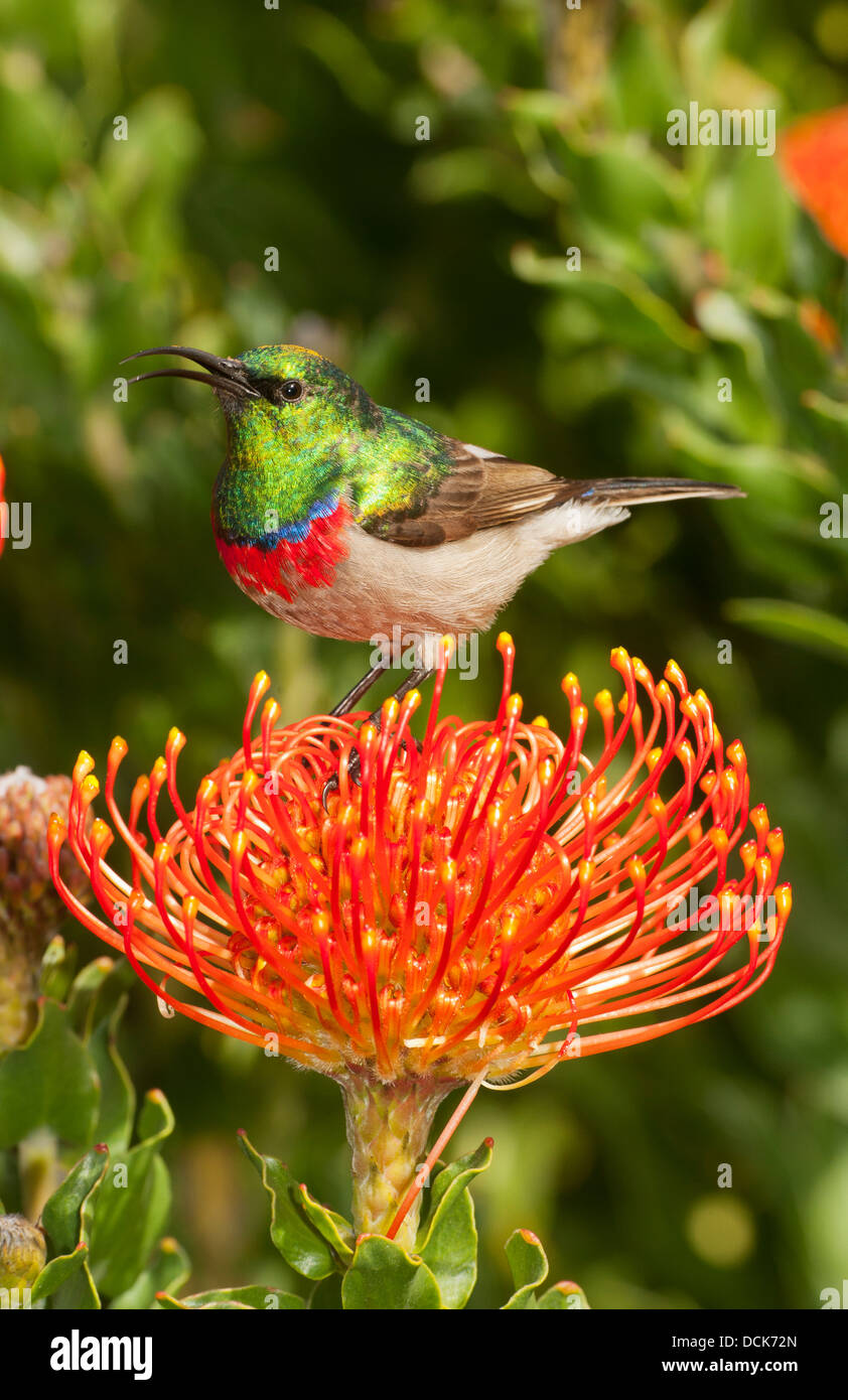 Southern Double-collared Sunbird (Cinnyris chalybeus) Feeding on ...