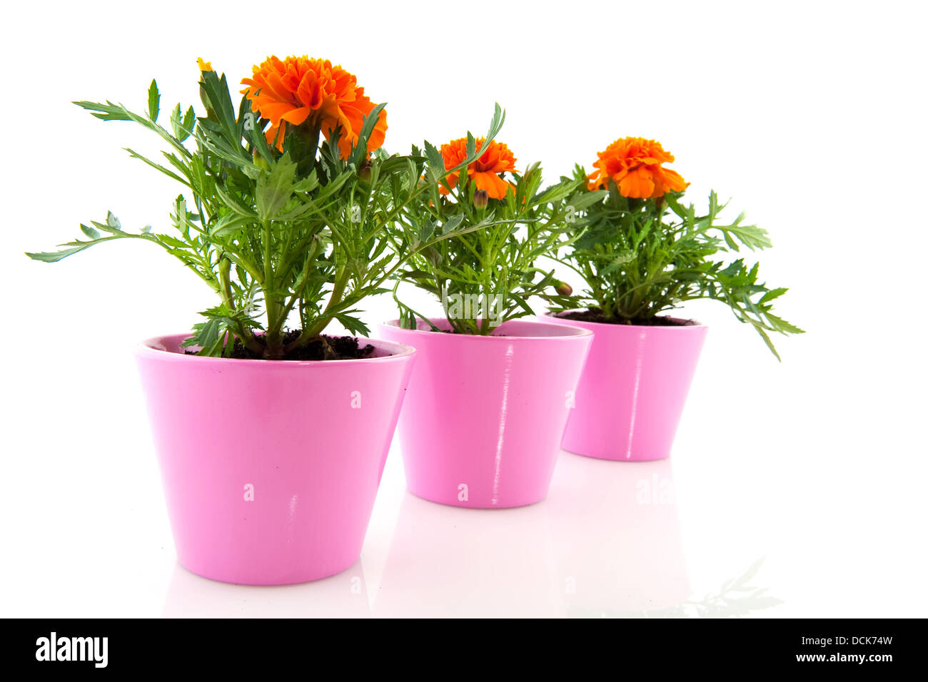 Pink orange pot hi-res stock photography and images - Alamy