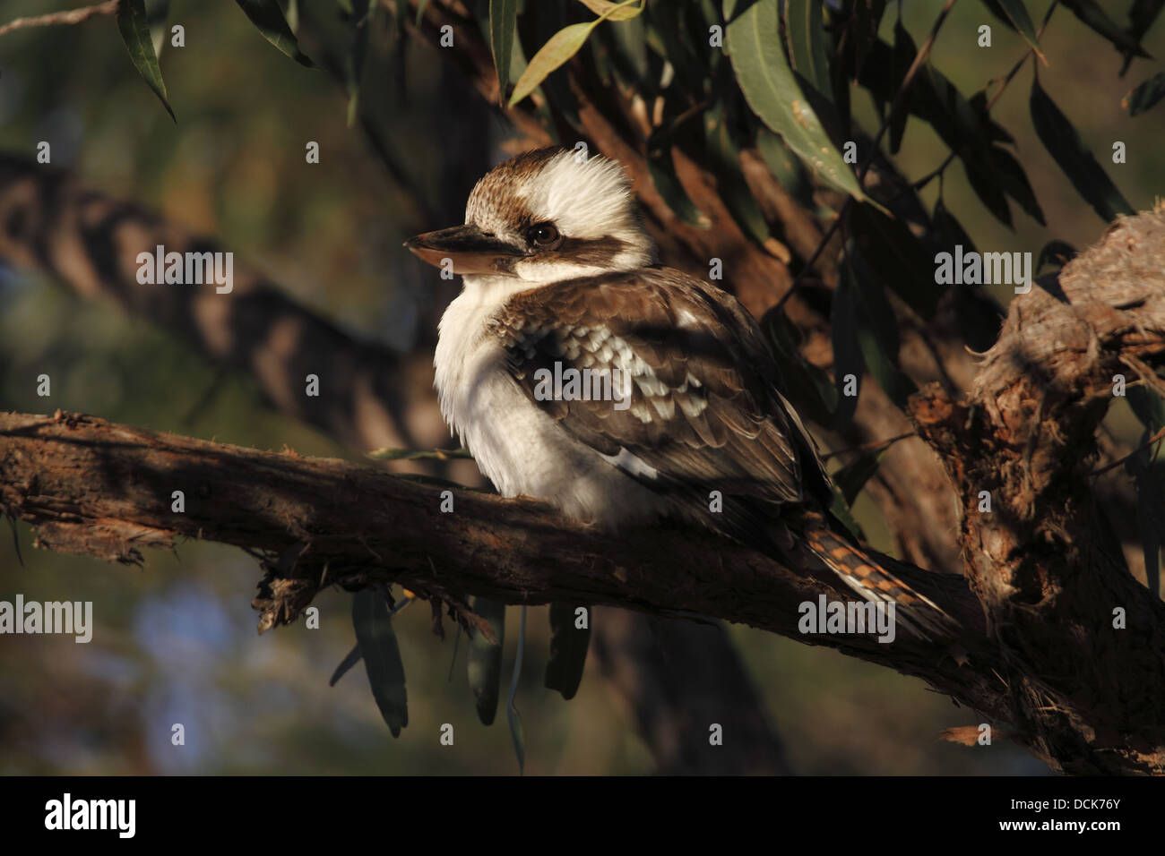 Swamp gum tree hi-res stock photography and images - Alamy