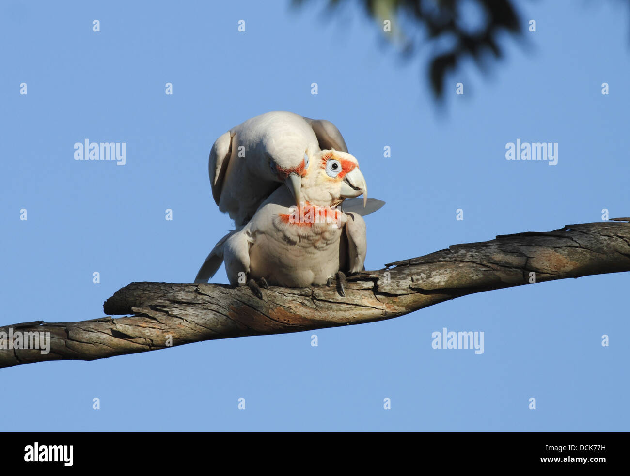 Mating adults hi-res stock photography and images - Alamy