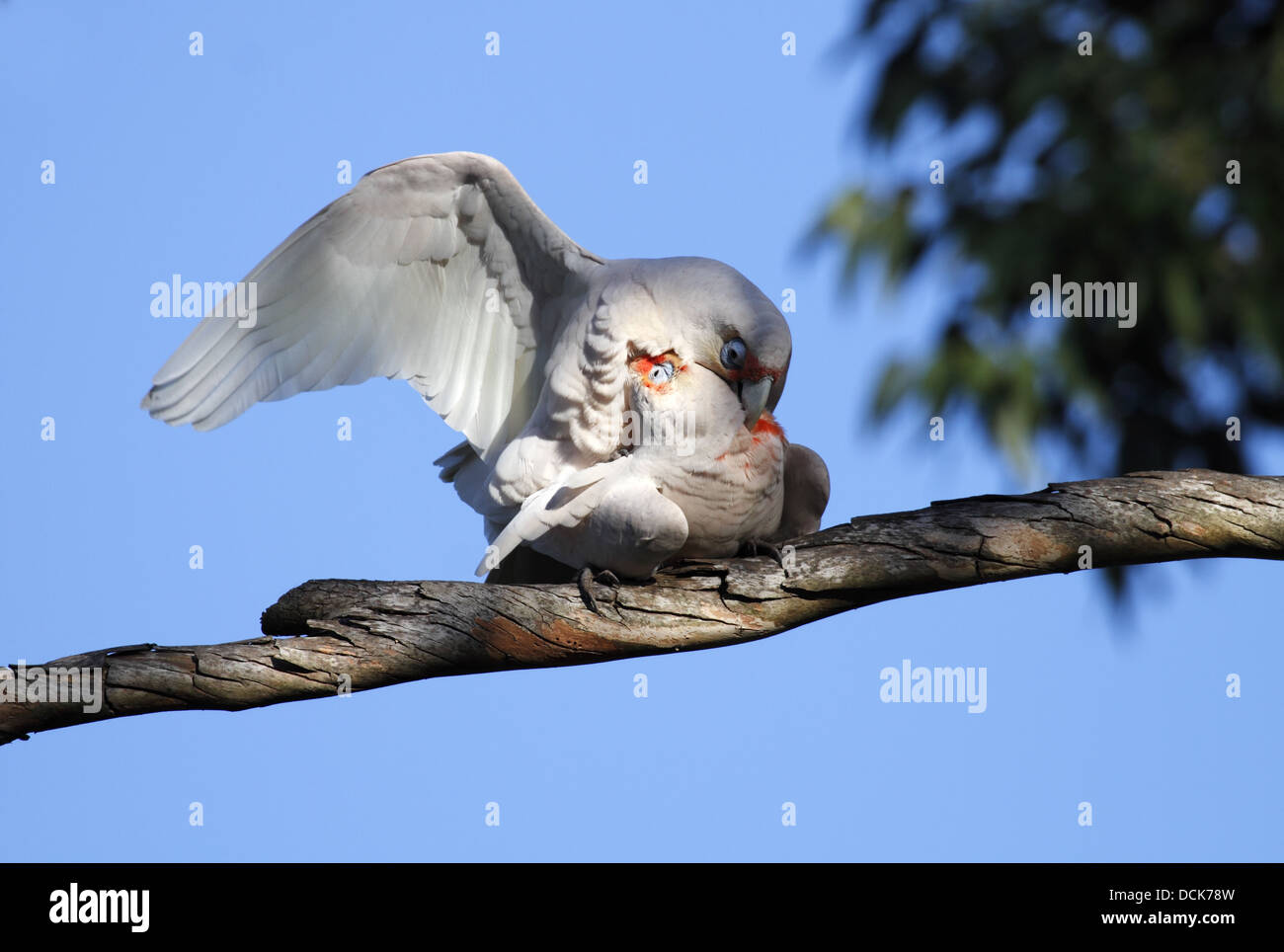 Pair australian long billed hi-res stock photography and images - Alamy