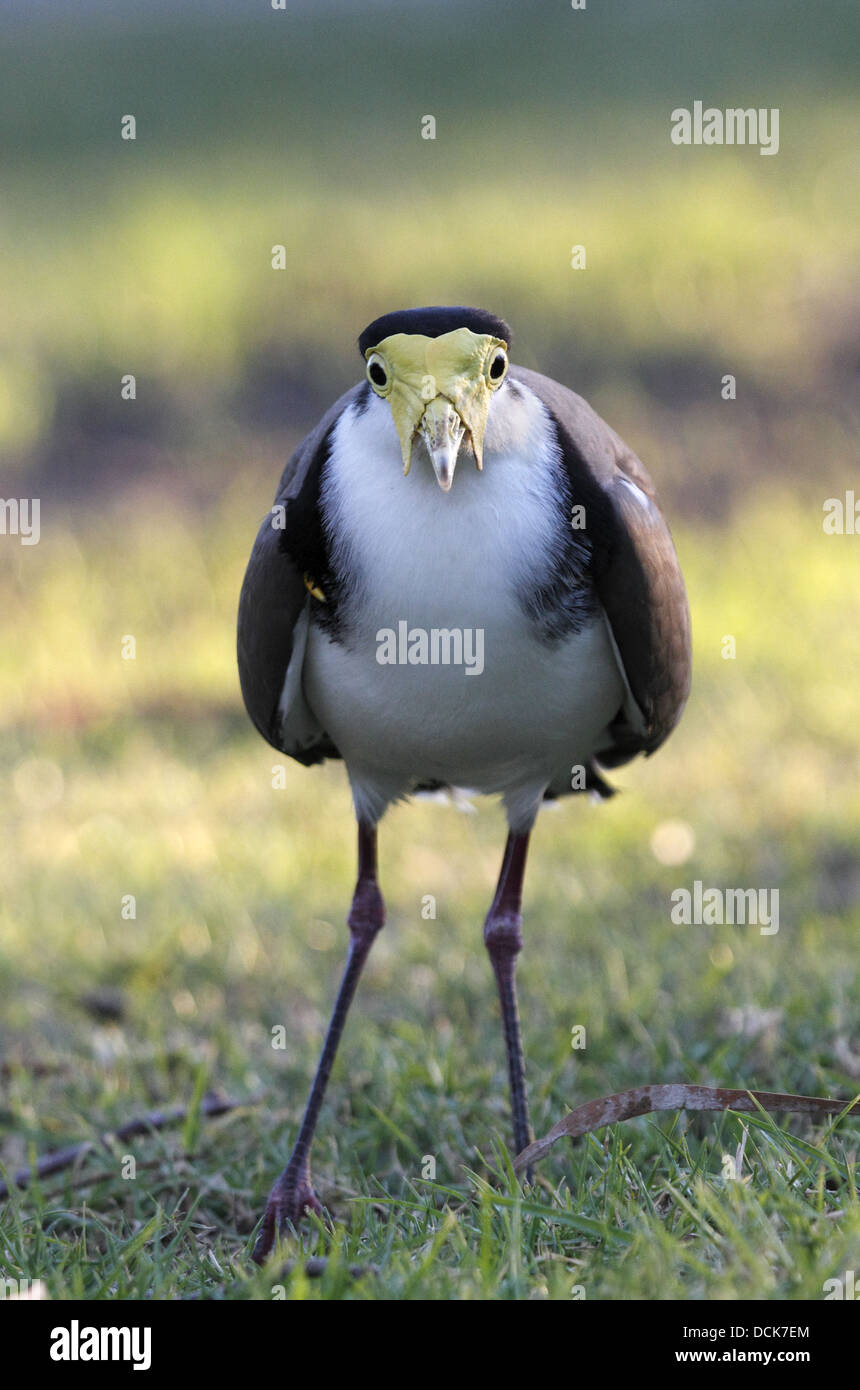 Spur-winged Plover or lapwing or Masked Lapwing Vanellus miles Stock ...