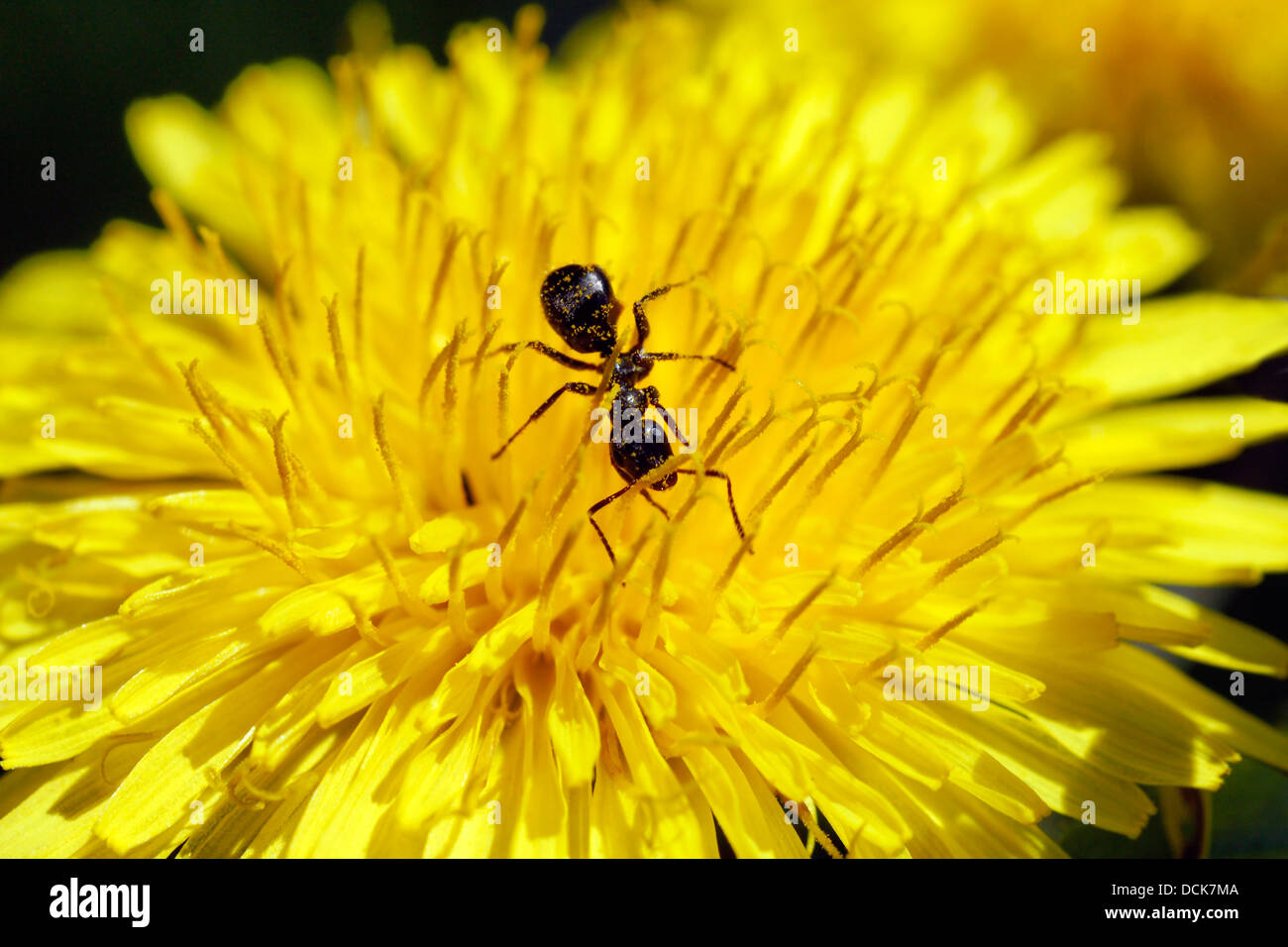 Ant in yellow flower hi-res stock photography and images - Alamy