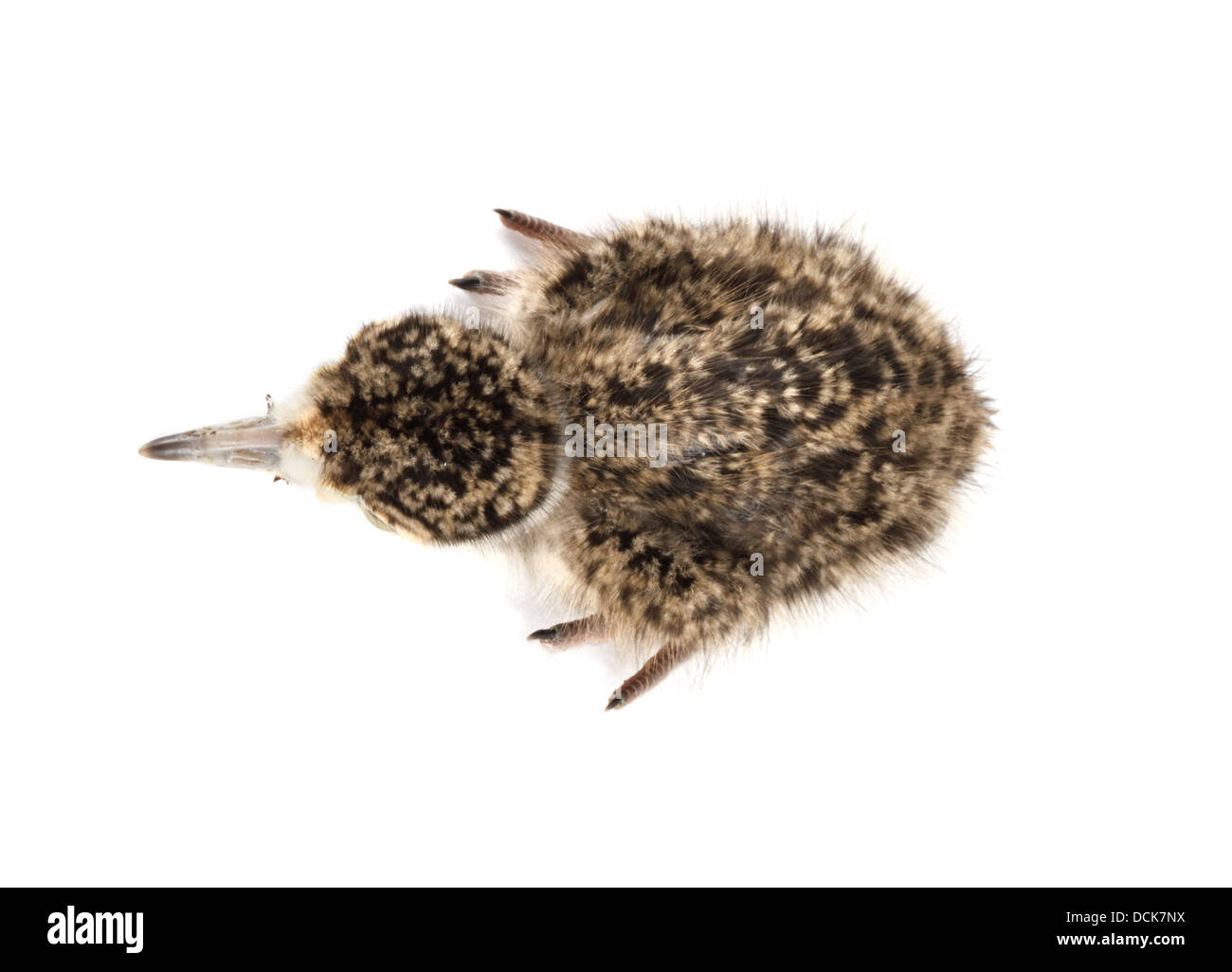 Australian plover hi-res stock photography and images - Alamy