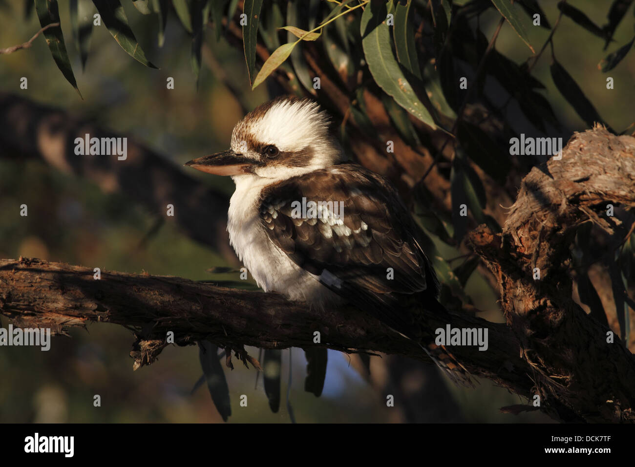 Swamp gum tree hi-res stock photography and images - Alamy