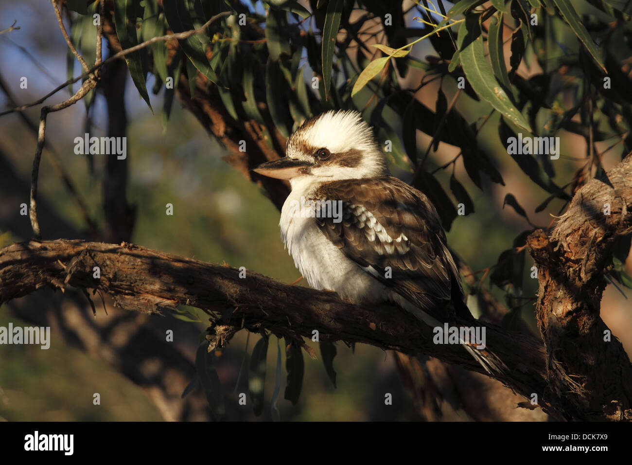 Swamp gum tree hi-res stock photography and images - Alamy