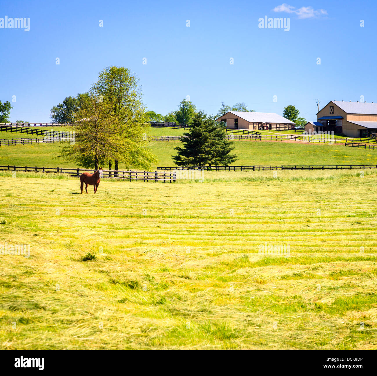 Thoroughbred horse farm hi-res stock photography and images - Alamy