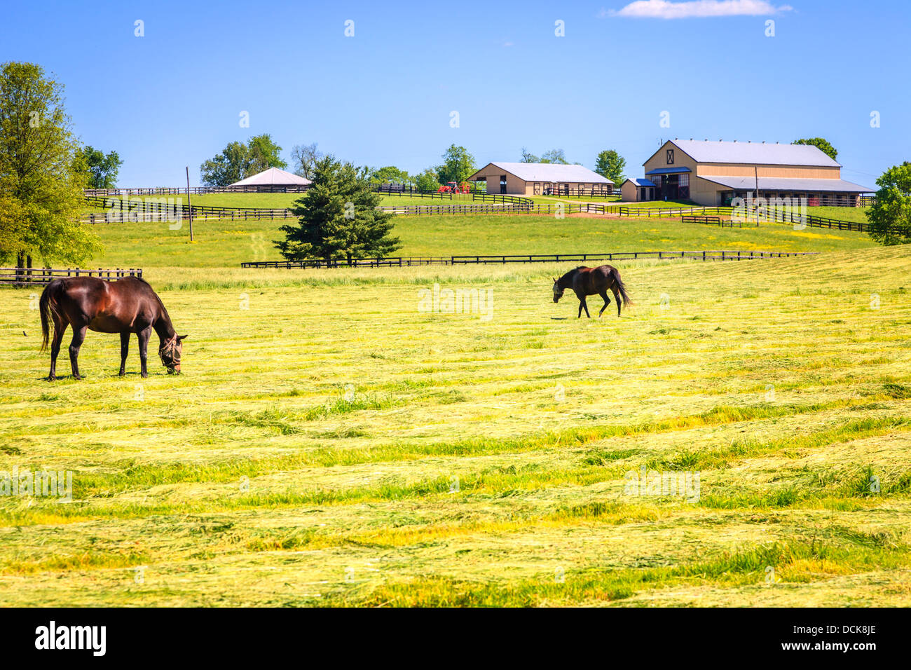 Thoroughbred horse farm hi-res stock photography and images - Alamy