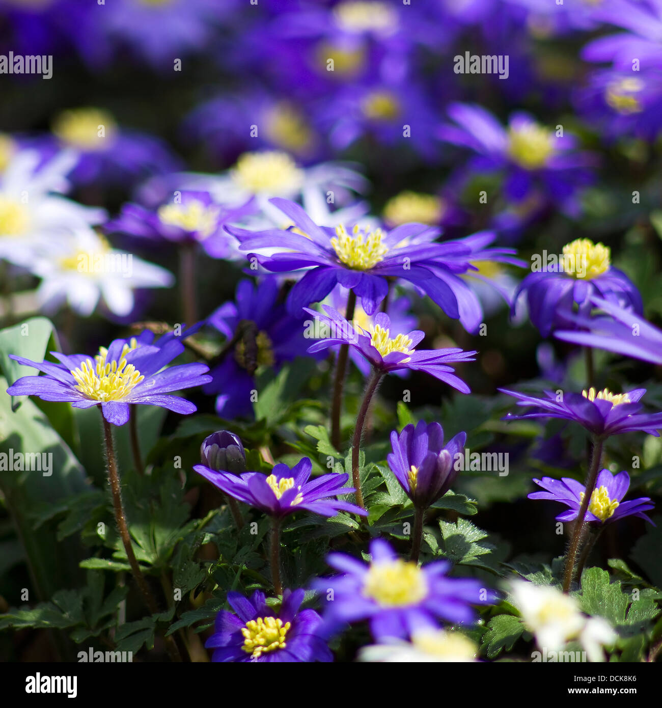 purple japanese anemone flowers Stock Photo - Alamy