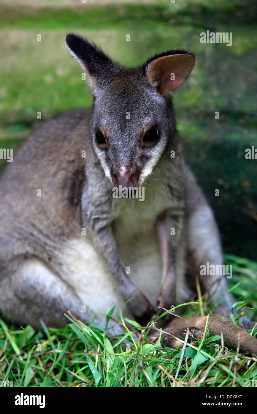 Australian kangaroo hi-res stock photography and images - Alamy