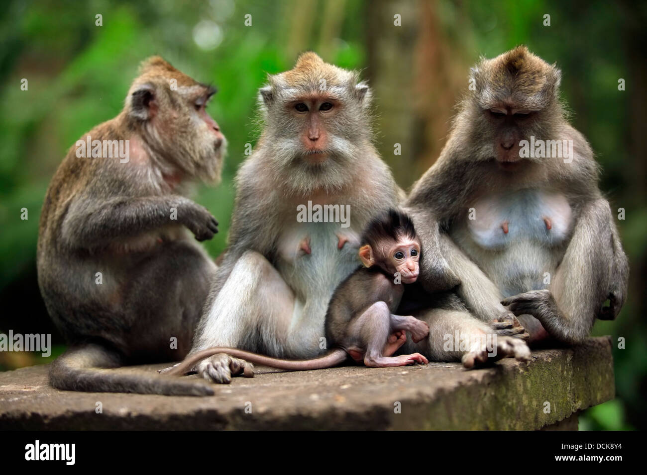 Family of monkeys Stock Photo - Alamy