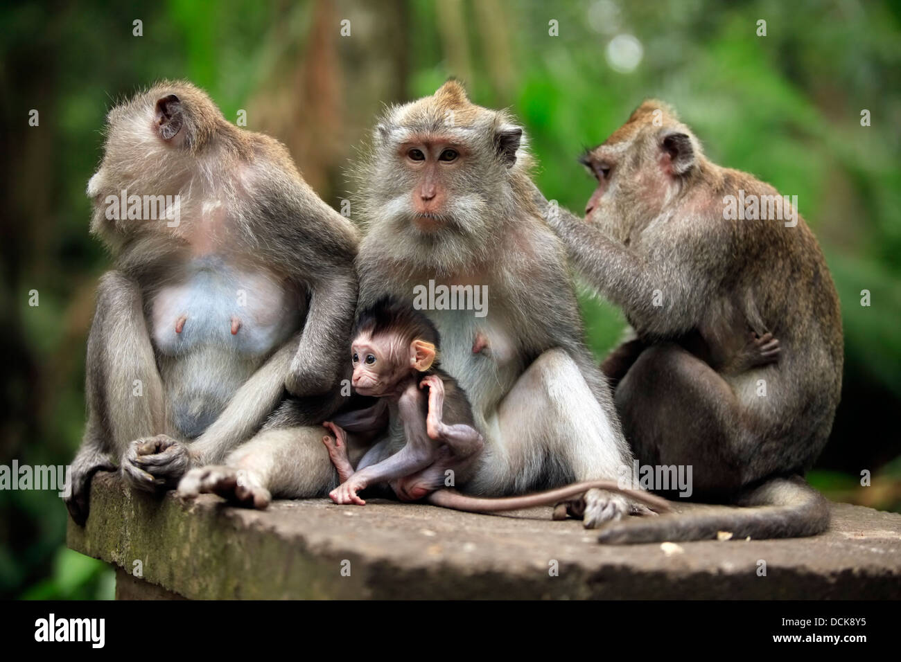 Family of monkeys Stock Photo - Alamy