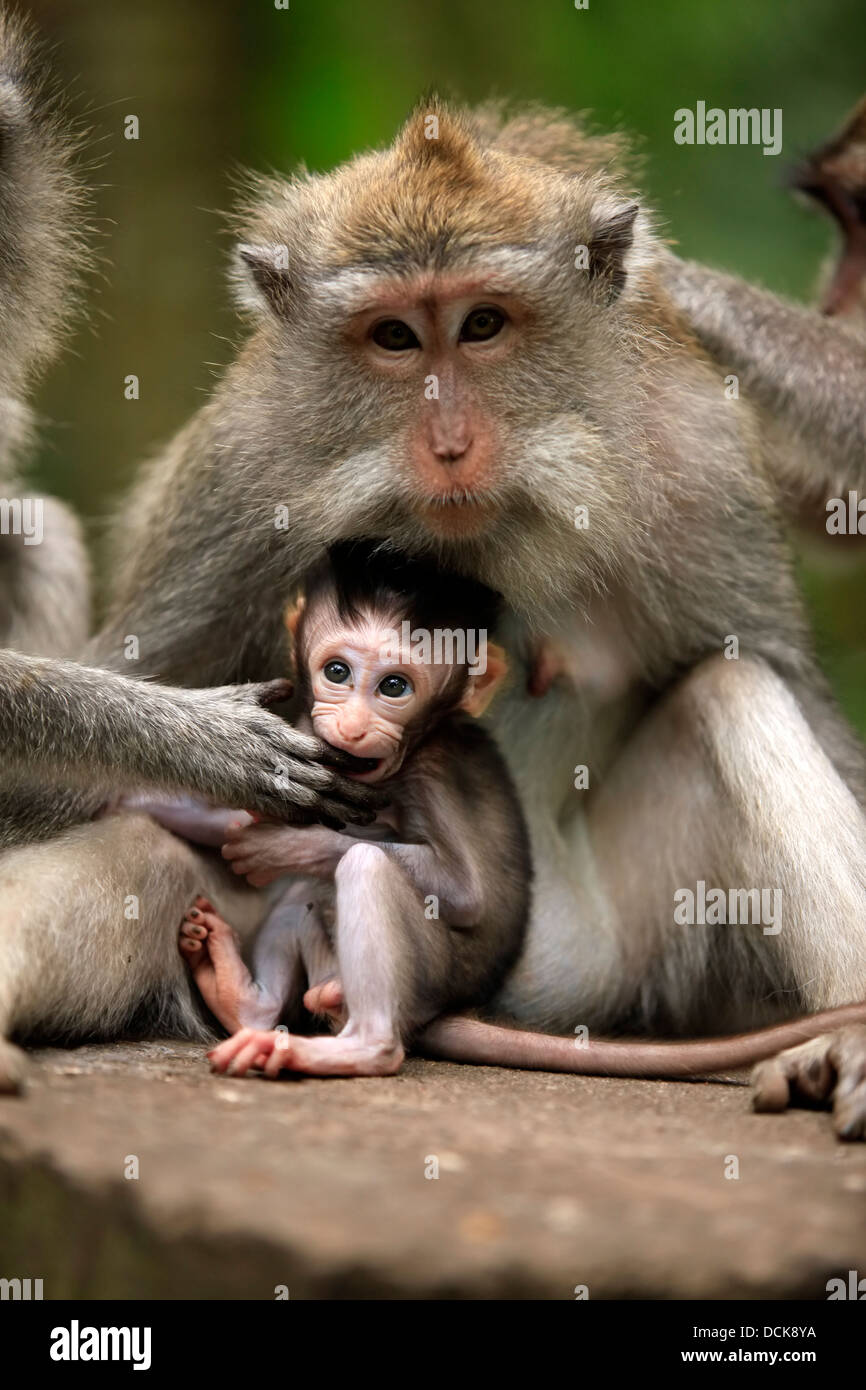 Family of monkeys Stock Photo - Alamy