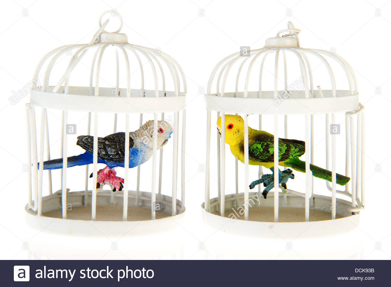 Miniature Parrots High Resolution Stock Photography and Images - Alamy