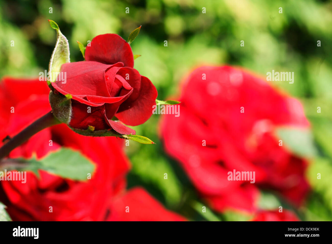 Red rose bud in the garden Stock Photo - Alamy