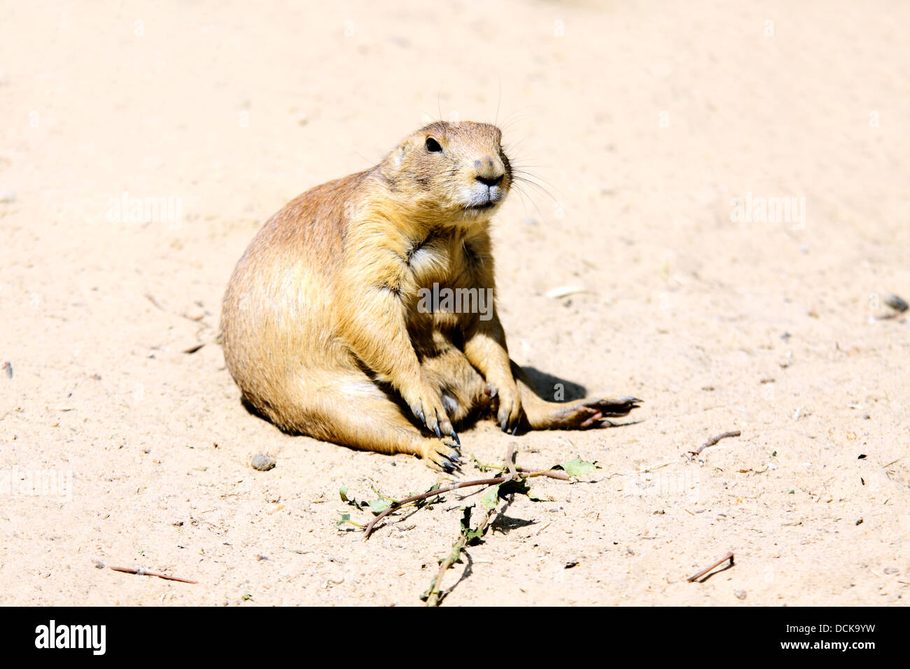 Tired Marmot High Resolution Stock Photography and Images - Alamy