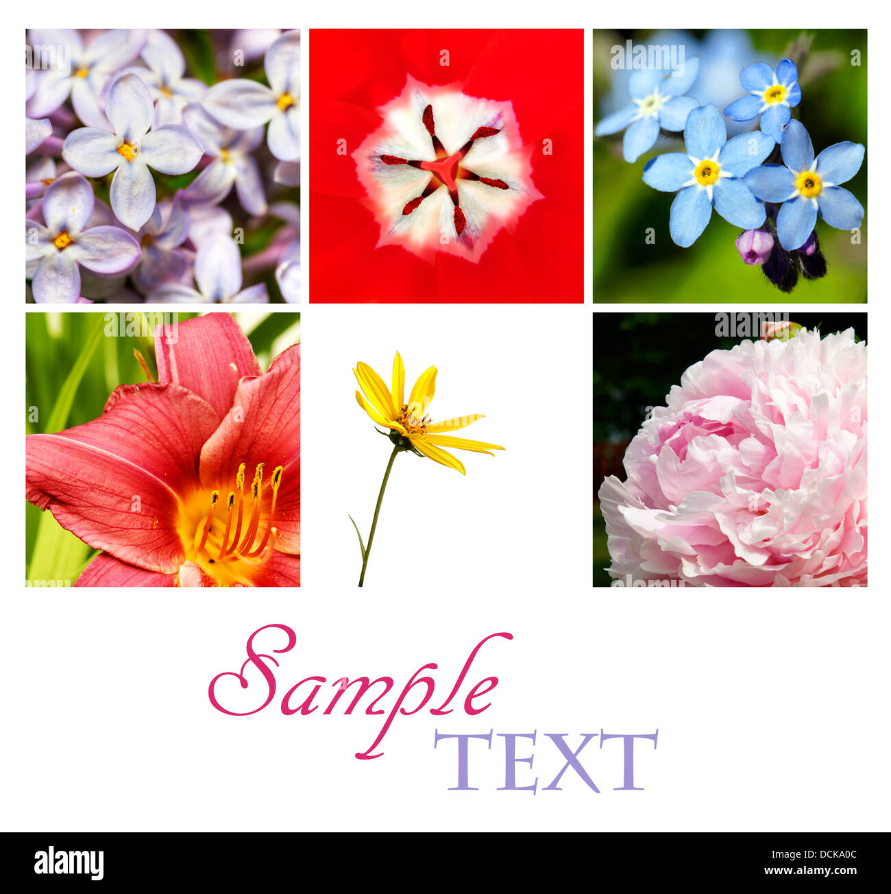 Collage of beautiful flowers Stock Photo - Alamy