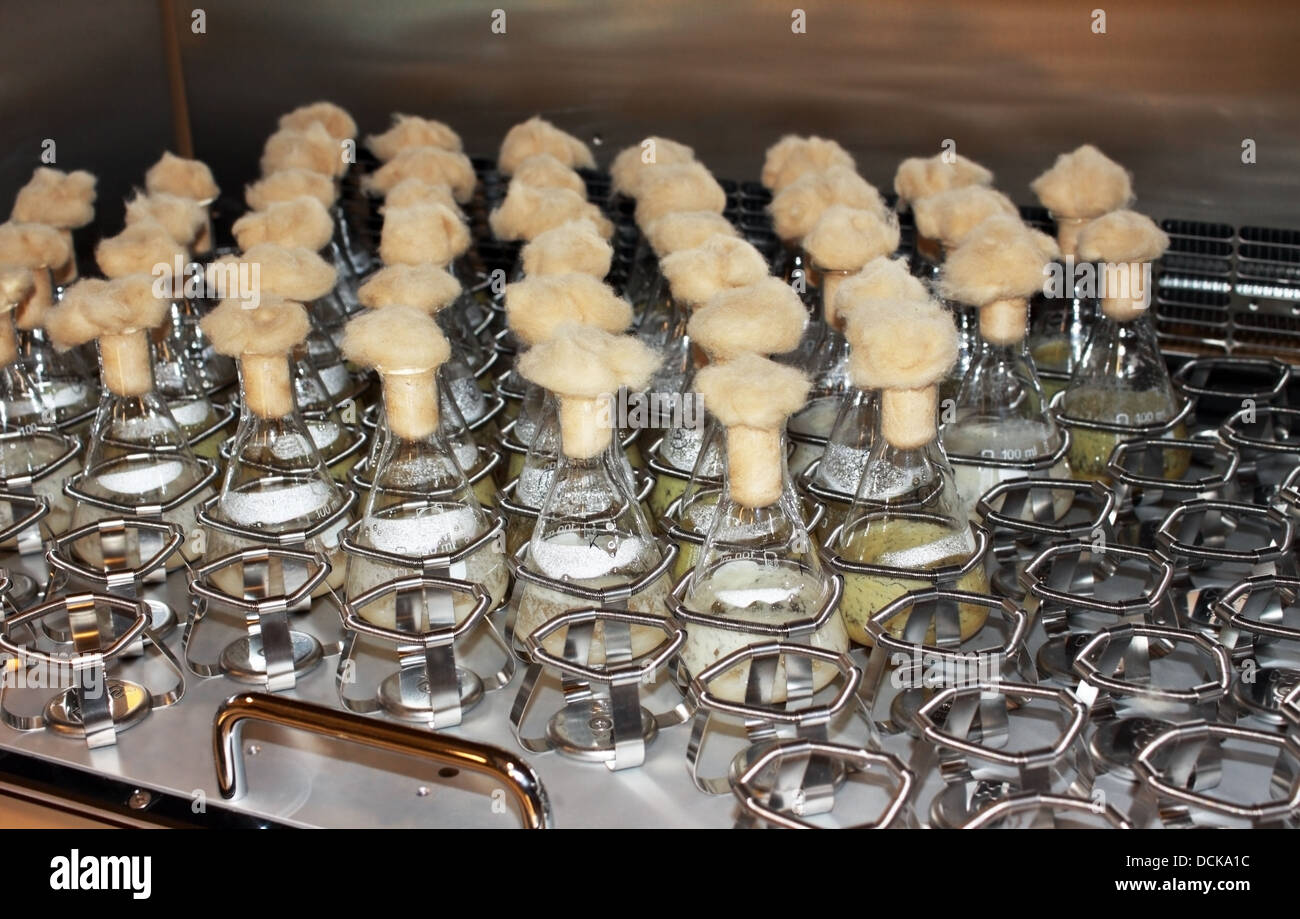 Flask Bacteria High Resolution Stock Photography and Images - Alamy