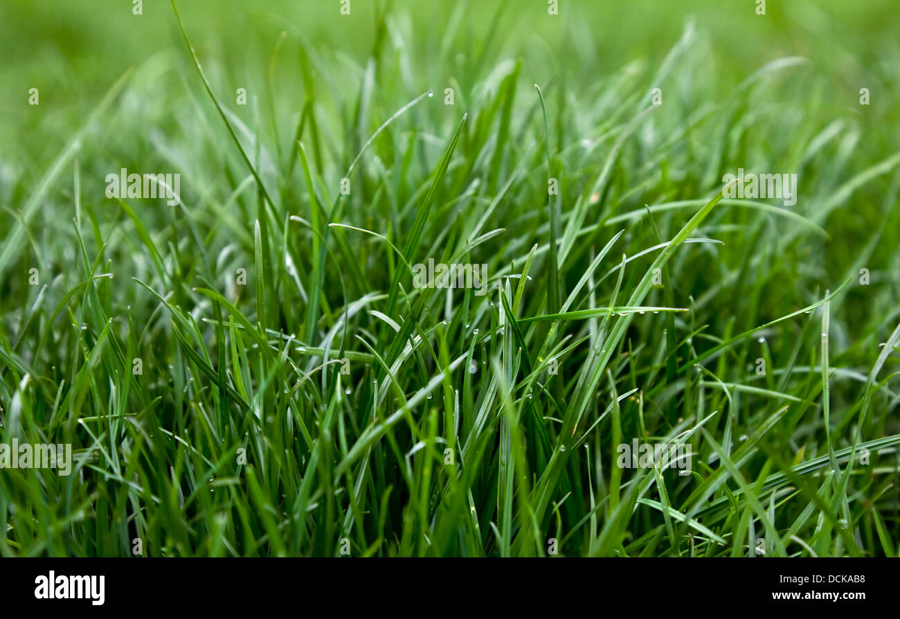 Green grass dew Stock Photo - Alamy