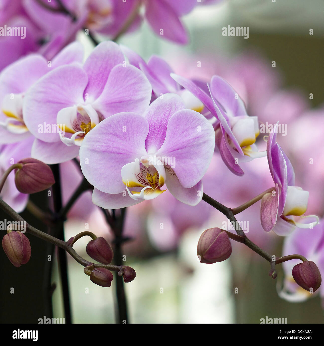 Beautiful pink orchid - phalaenopsis Stock Photo - Alamy