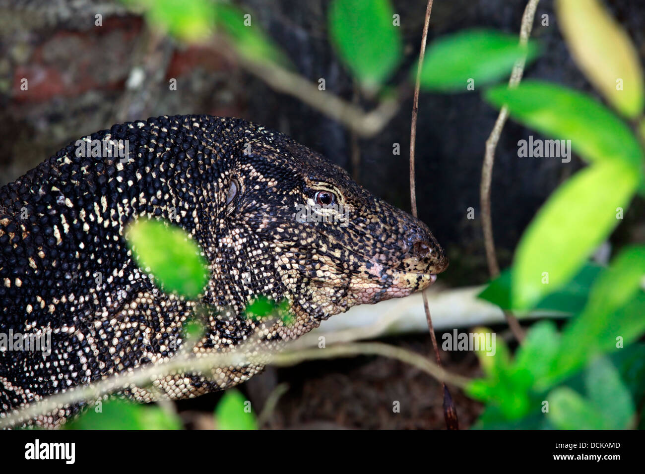 Lizard claw hi-res stock photography and images - Alamy