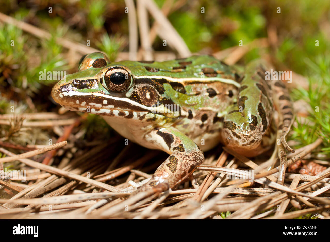 Leopard frog new species hi-res stock photography and images - Alamy