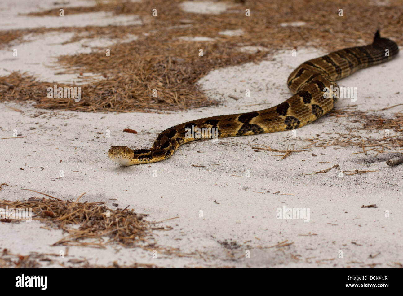 Gravid female timber rattlesnake - Crotalus horridus Stock Photo - Alamy