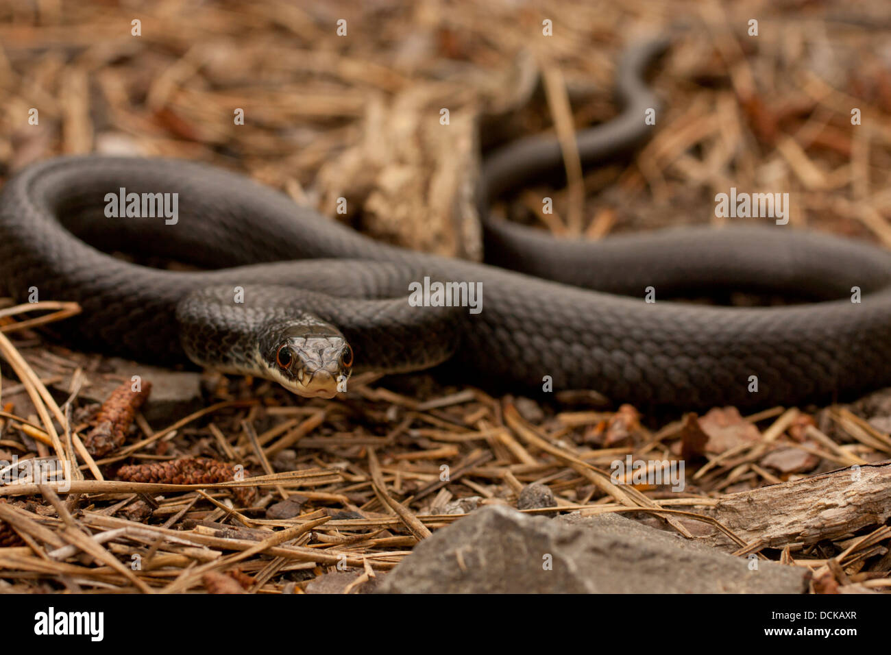 Subadult northern black racer - Coluber constrictor constrictor Stock ...