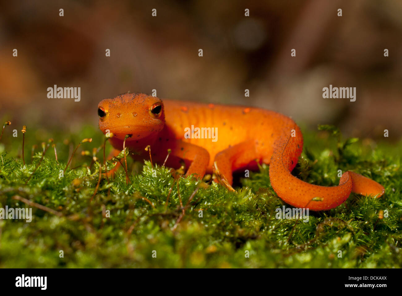Eastern Newt High Resolution Stock Photography and Images - Alamy