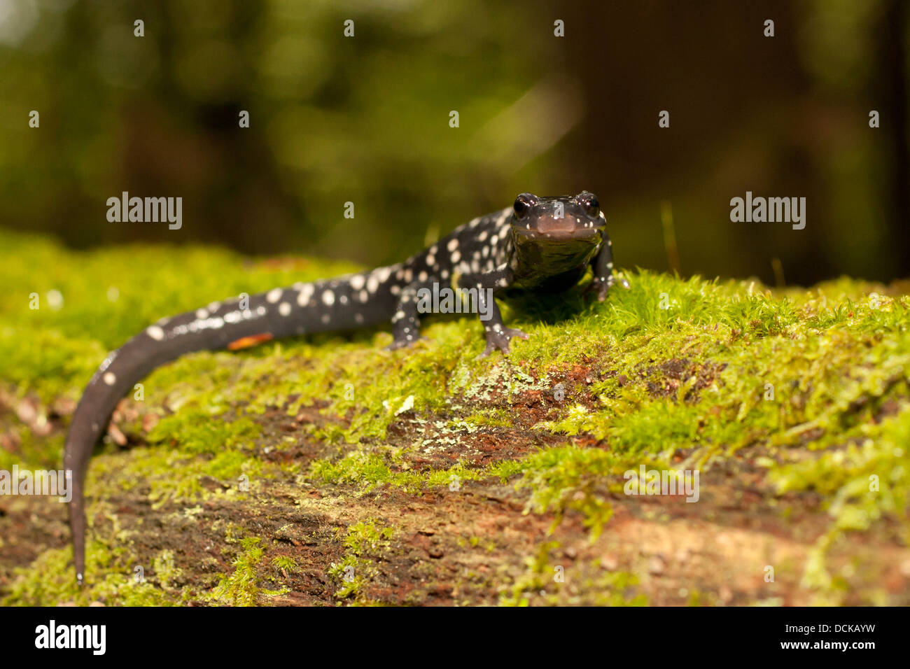 Northern slimy salamander facing forward on a mossy log - Plethodon ...