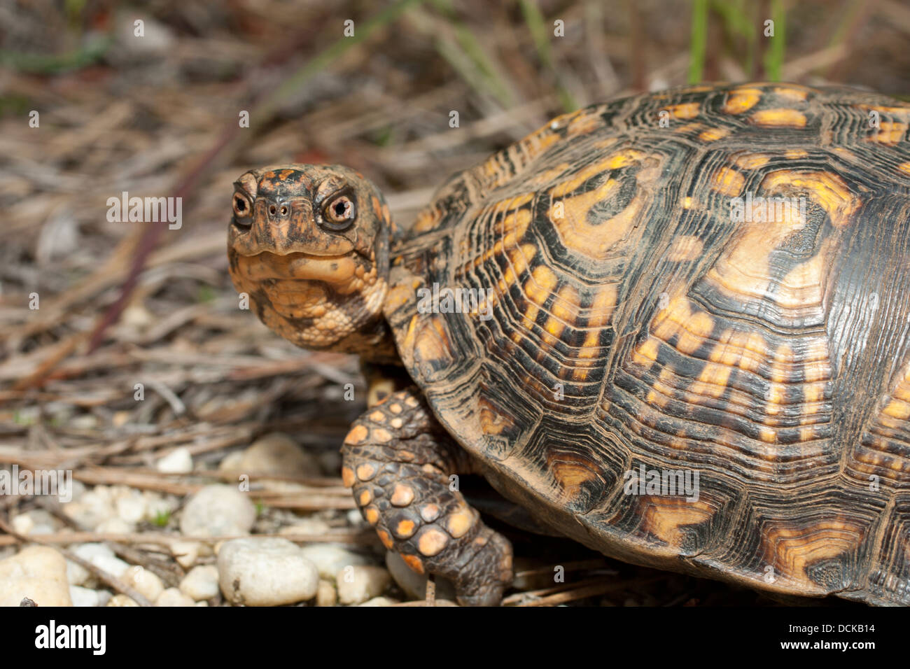 Female Eastern Box Turtle