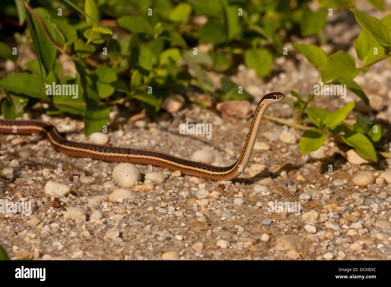 Thin snake hi-res stock photography and images - Alamy