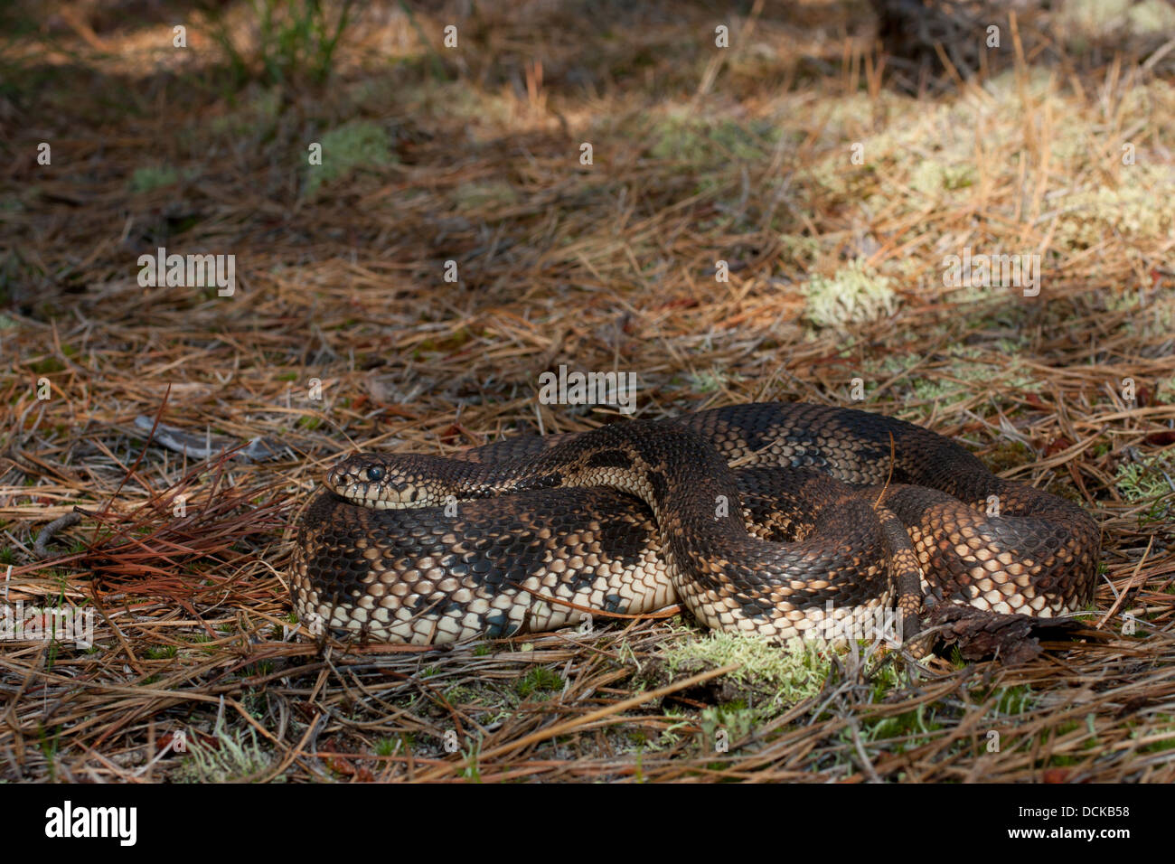 Dark tan female pine snake - Pituophis melanoleucus Stock Photo - Alamy