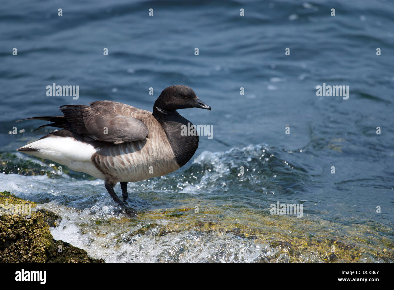 A brant ( an arctic sea goose) spending the summer at the Jersey shore ...