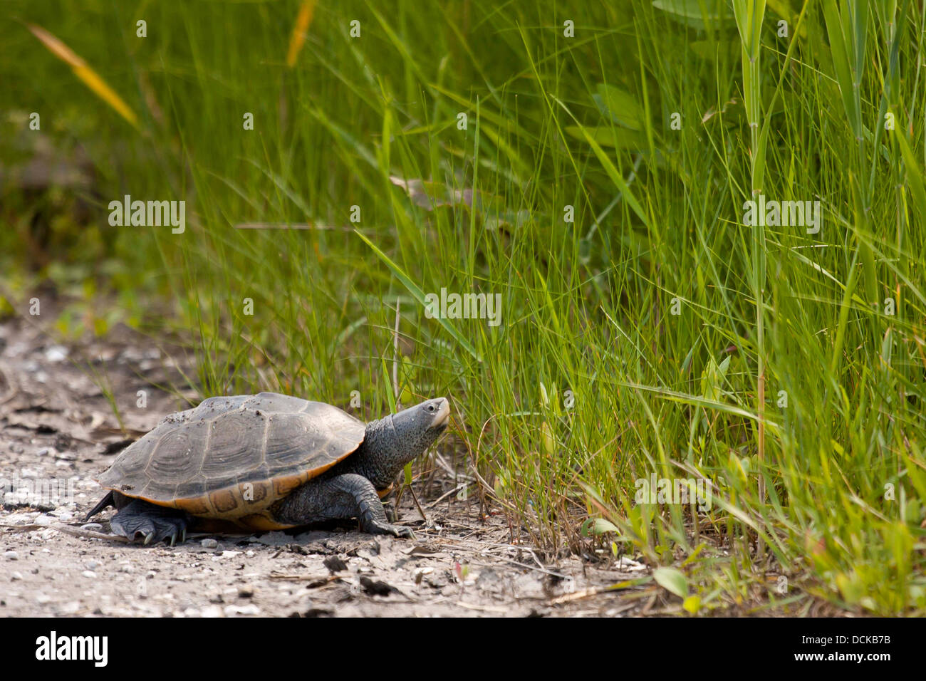 A nesting female Diamondback terrapin - Malaclemys terrapin Stock Photo ...