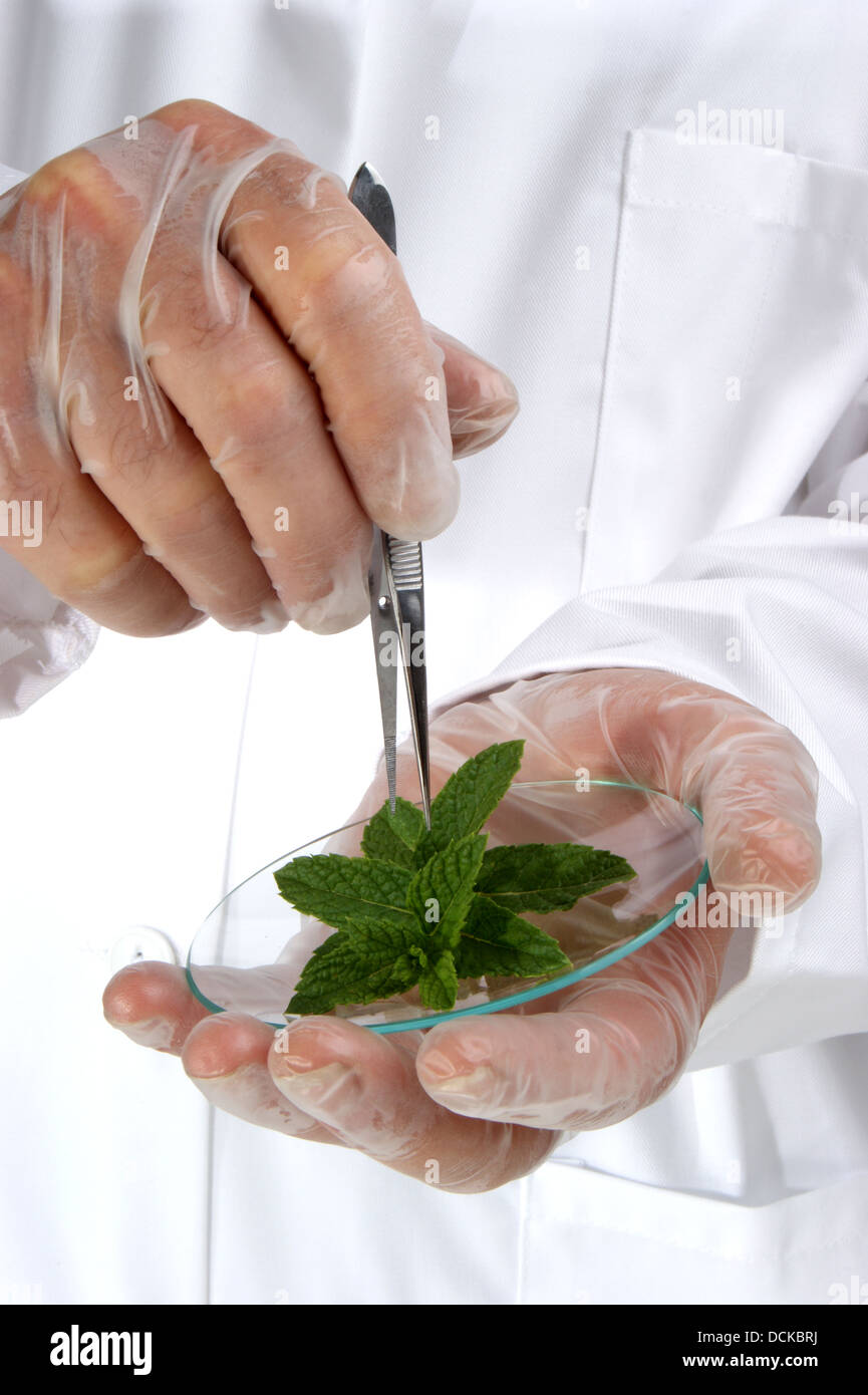 Fresh mint is investigated in the food laboratory Stock Photo - Alamy