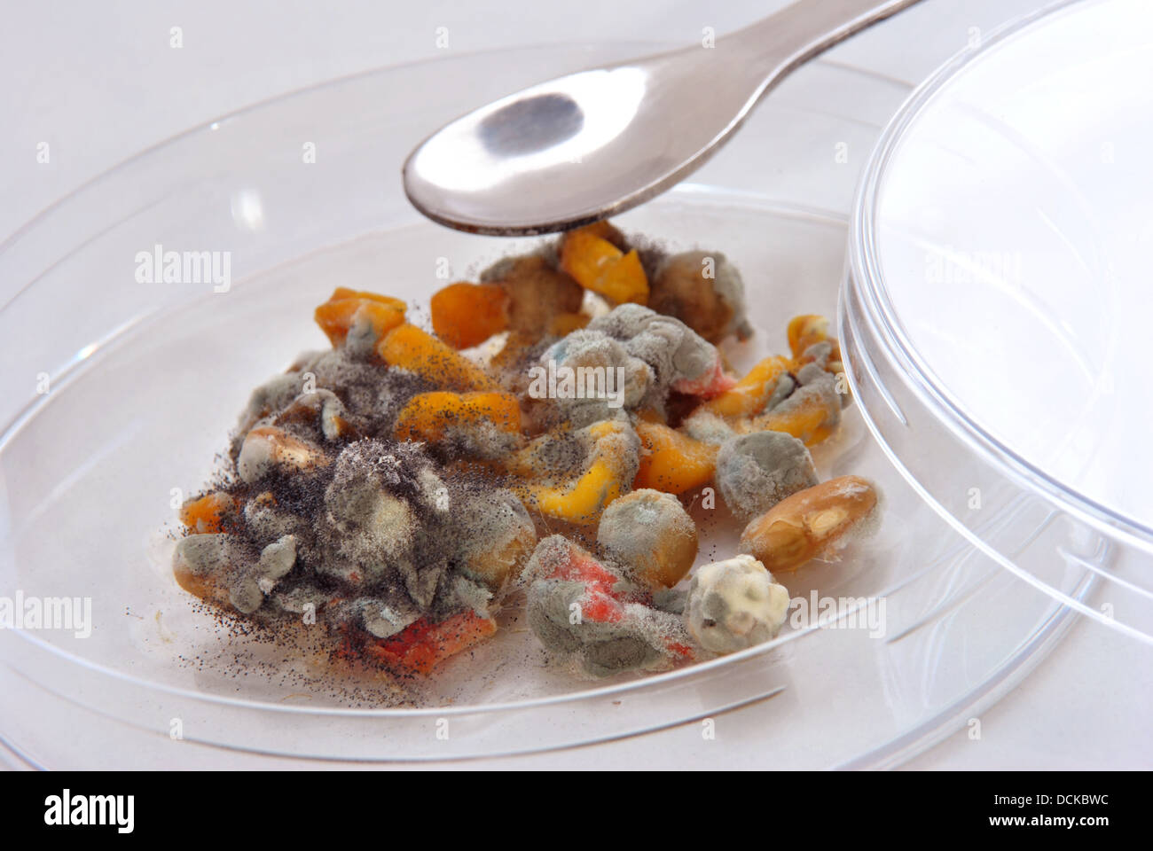 mold infested vegetables in a petri dish Stock Photo - Alamy