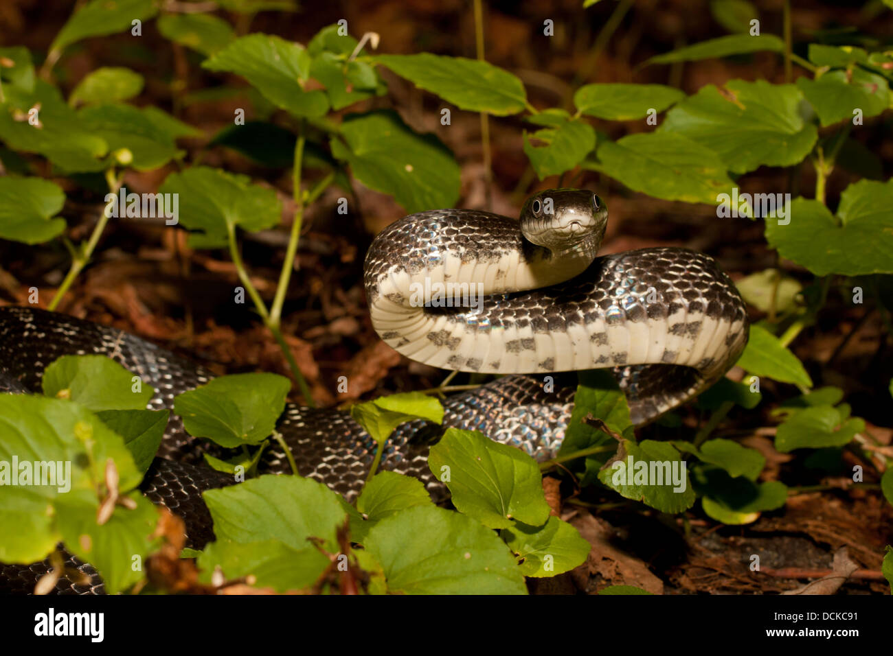An eastern black rat snake - Pantherophis alleghaniensis - in a ...