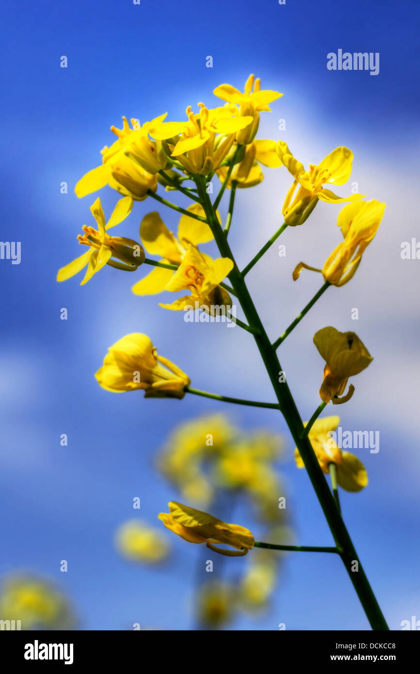 Rapeseed oil plantation hi-res stock photography and images - Alamy