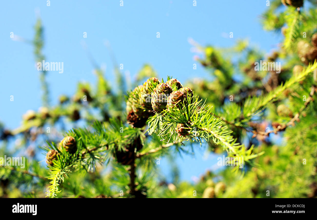 branch of the larch Stock Photo - Alamy