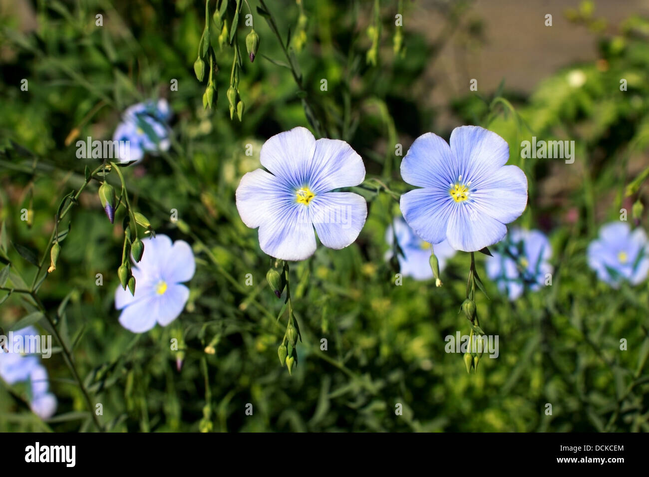 Linum plant hi-res stock photography and images - Alamy