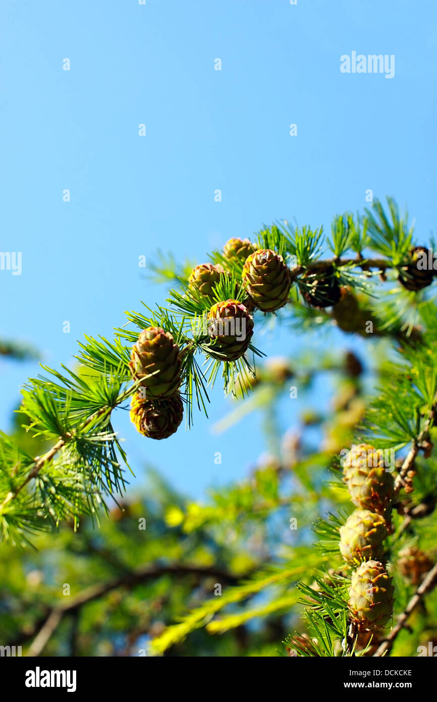 fragment of larch branch over the sky Stock Photo - Alamy